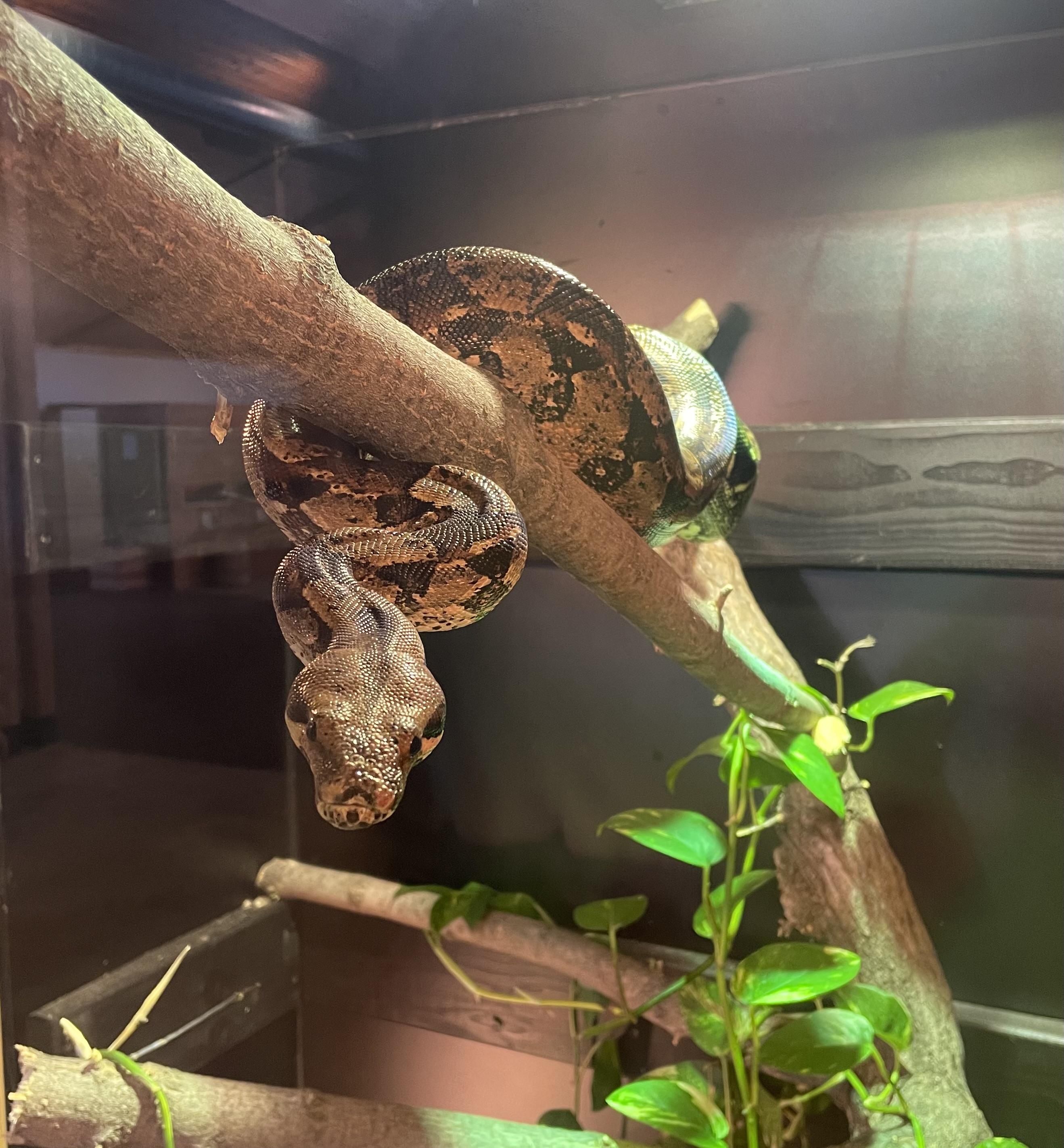 Dakota Zoo - Animals